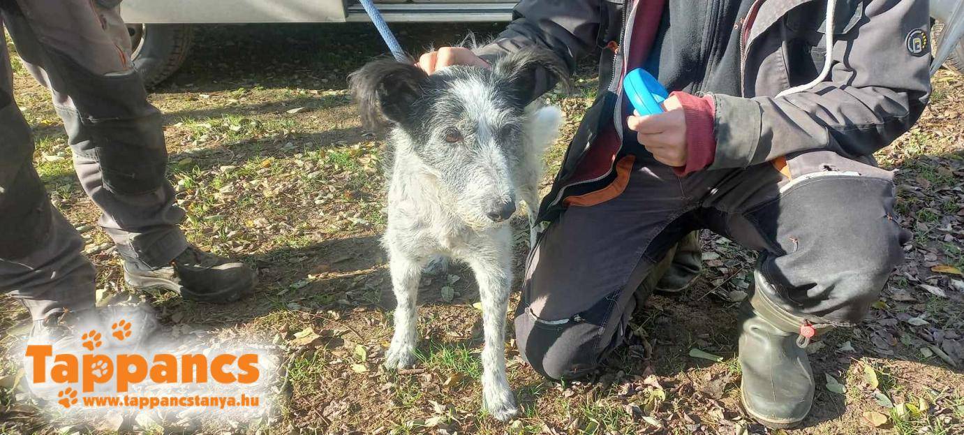 Kutyamesék 2023. nov. 13-19. - Tappancs Tanya
