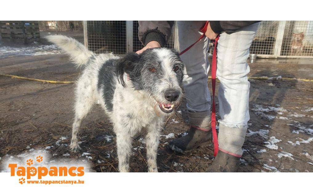 Boghy - Tappancs Tanya