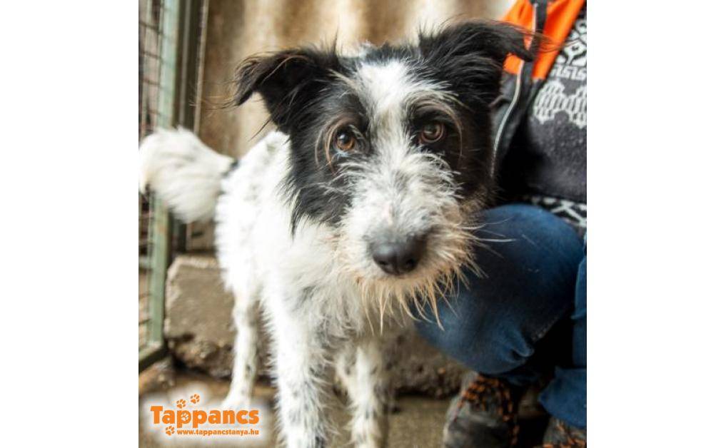 Boghy - Tappancs Tanya