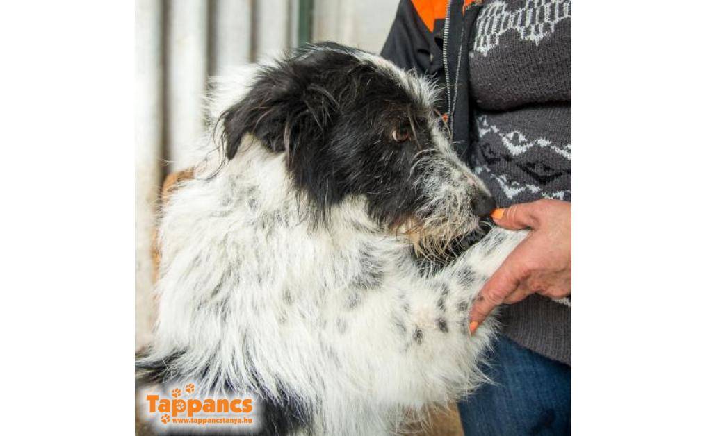 Boghy - Tappancs Tanya