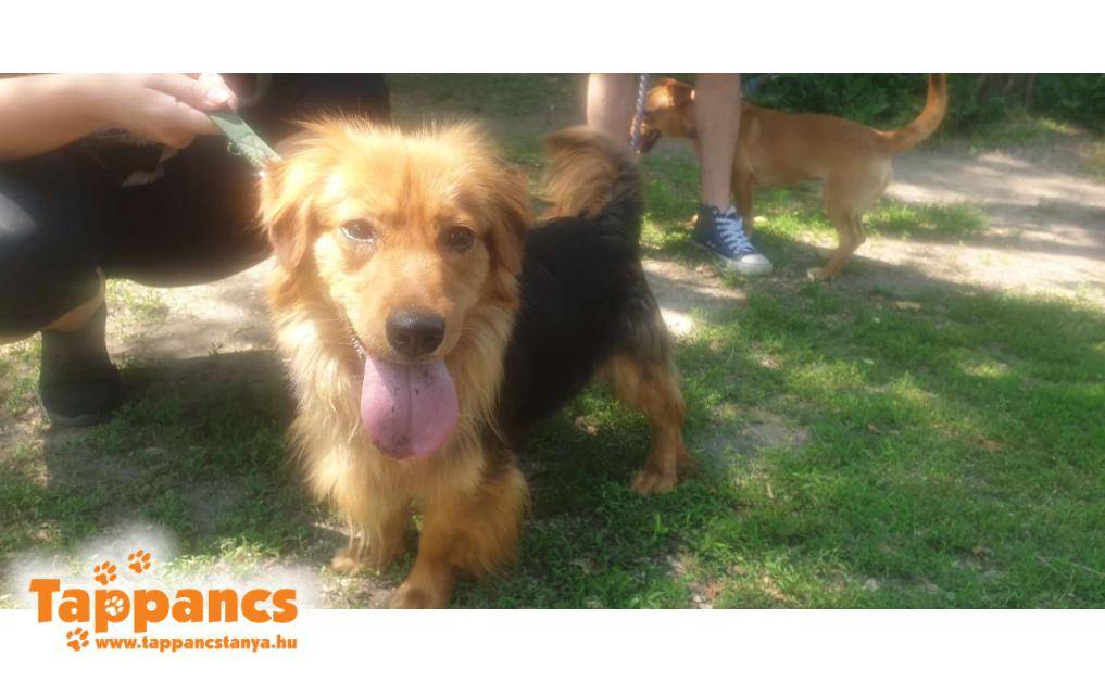 Buksó - Tappancs Tanya