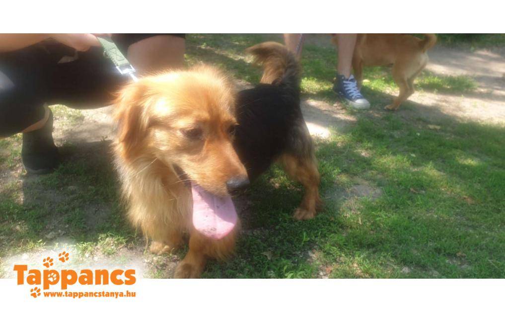 Buksó - Tappancs Tanya