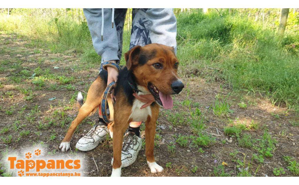 George Sanderson - Tappancs Tanya