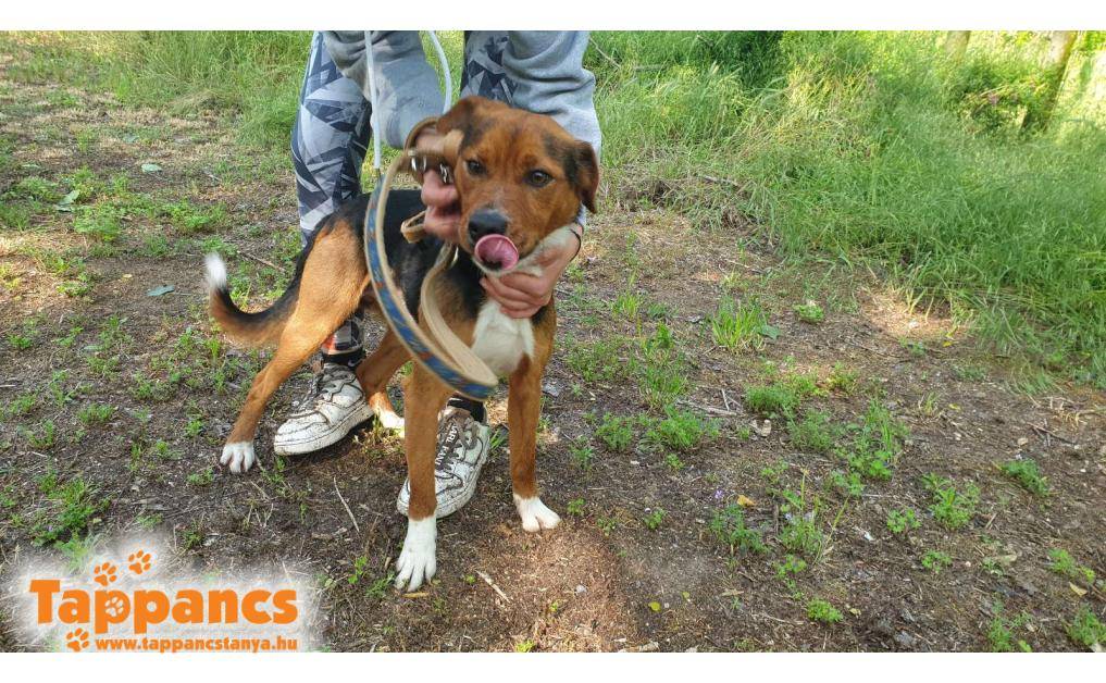 George Sanderson - Tappancs Tanya